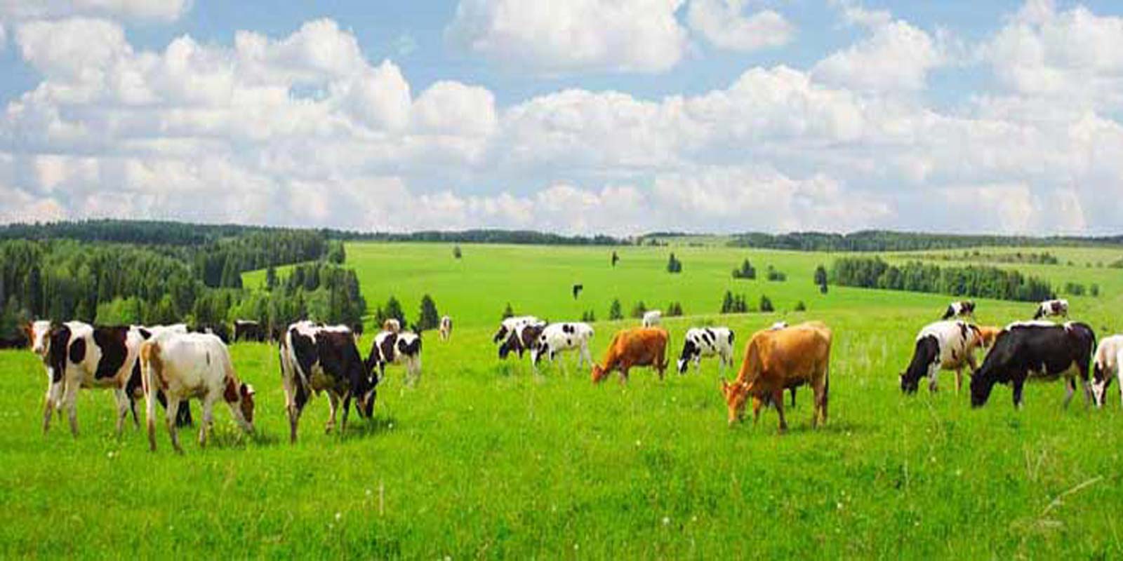 LISEPRO Energie & Robotik - Fodder Production